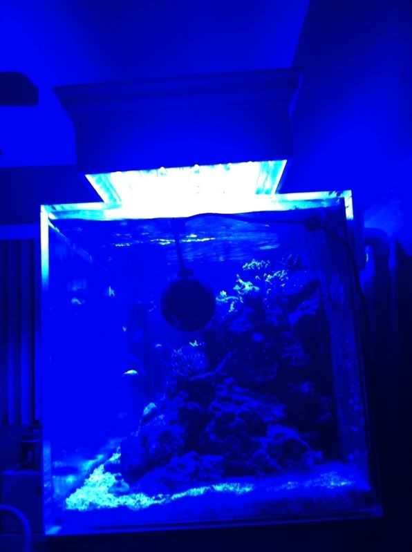 Diy led light.... | Reef2Reef