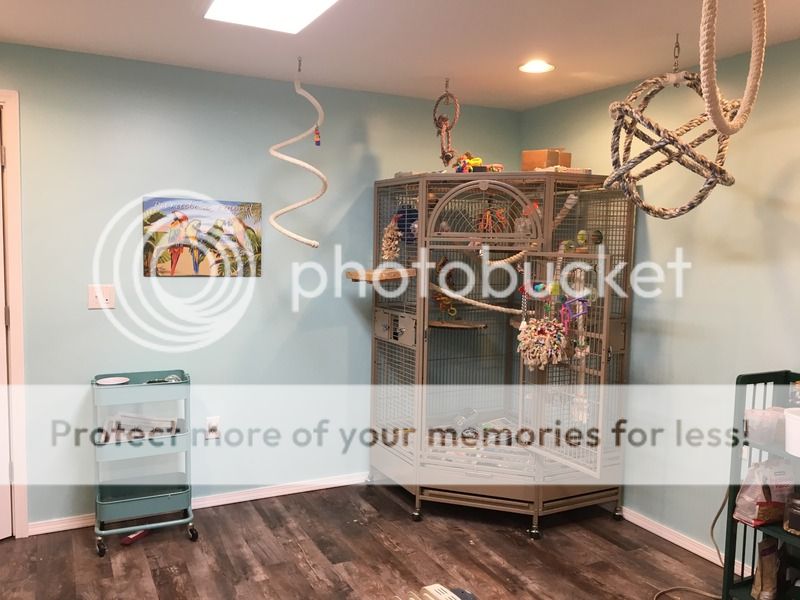 Bird Room Finally Complete | Avian Avenue Parrot Forum