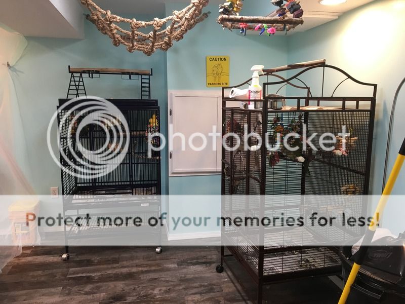 Bird Room Finally Complete | Avian Avenue Parrot Forum