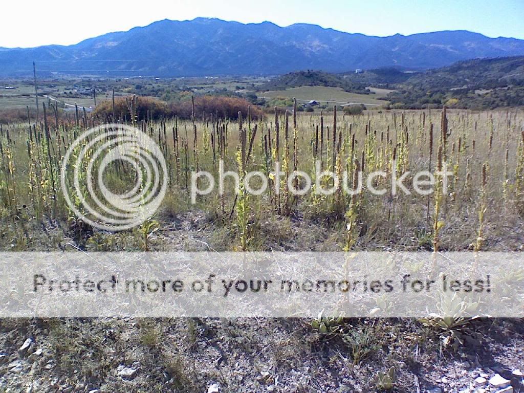 Colorado City, Rye, San Isabel Fall 2009 PHOTO TOUR (trees, area) - (CO ...