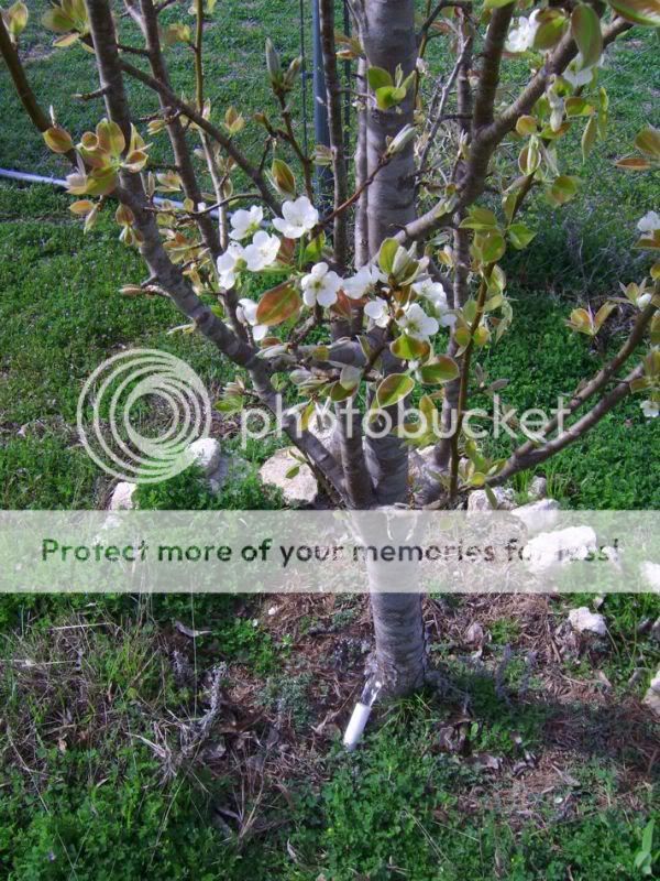 [Food] Production - Trees Pt. 2 : Planning For The Future - Page 4 ...