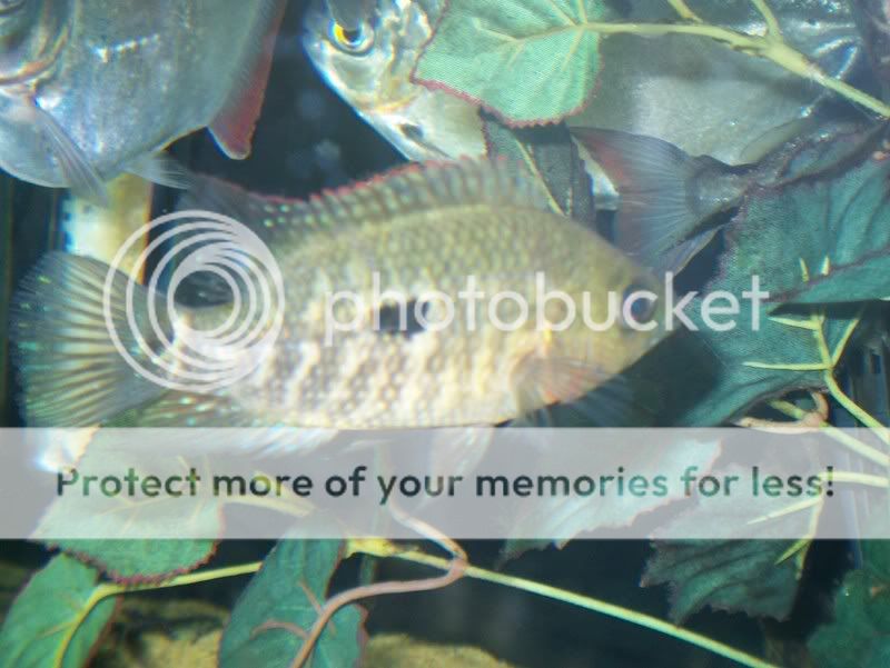 UMBEE - The Cichlid Room Companion