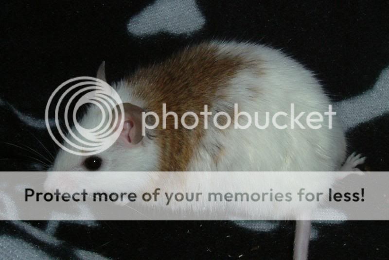 A few multimammates | Reptile Forums