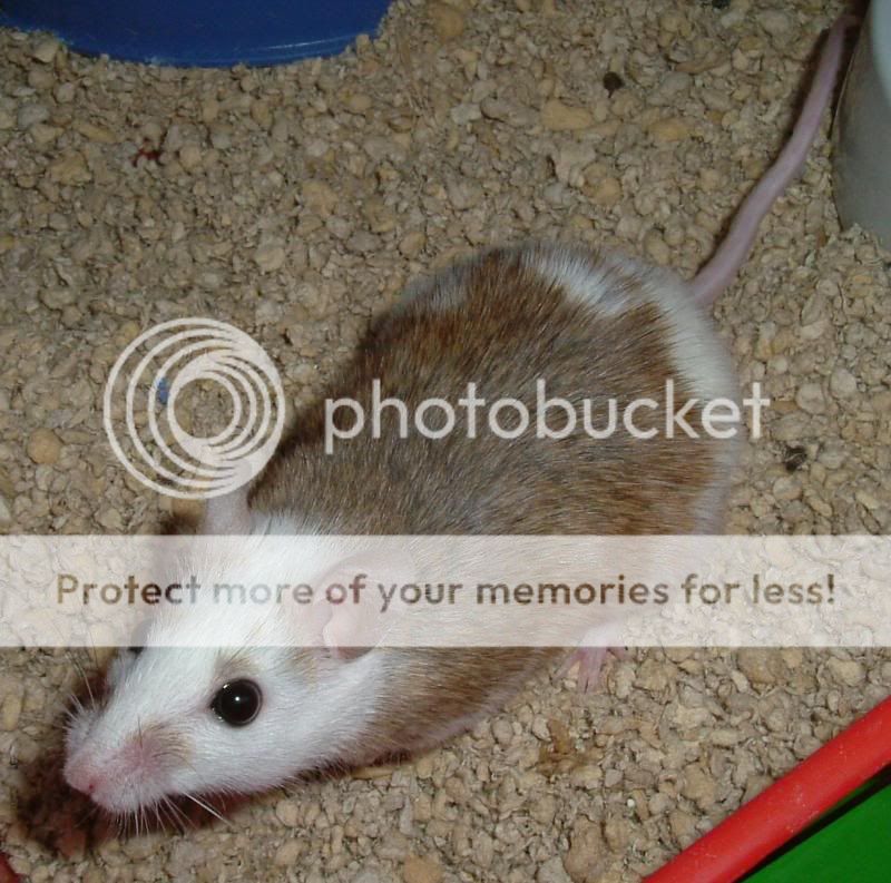 Multimammate mice (picture heavy) | Reptile Forums