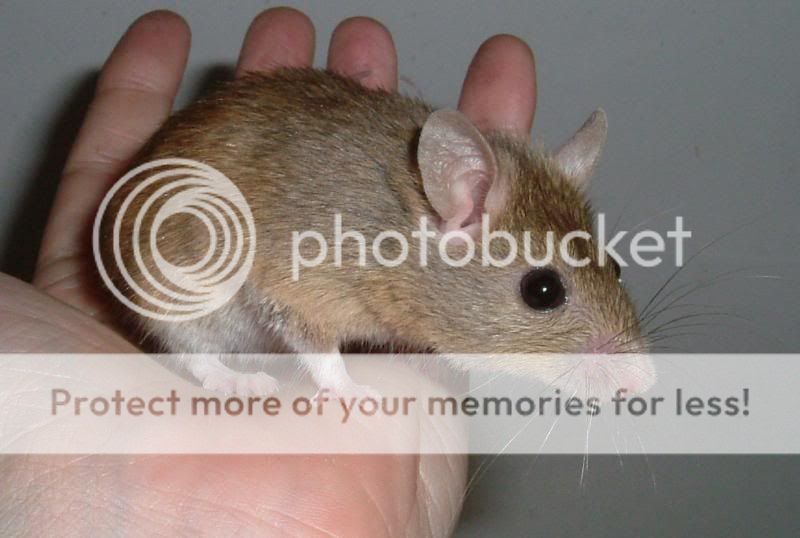 Multimammate mice (picture heavy) | Reptile Forums