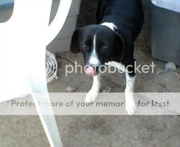 Shamu, my Lab Puppy | Puppy Forum and Dog Forums