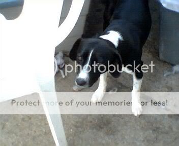 Shamu (Shamuwos) | Puppy Forum and Dog Forums